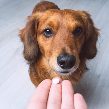 Advancing Animal Health with Innovative Technologies